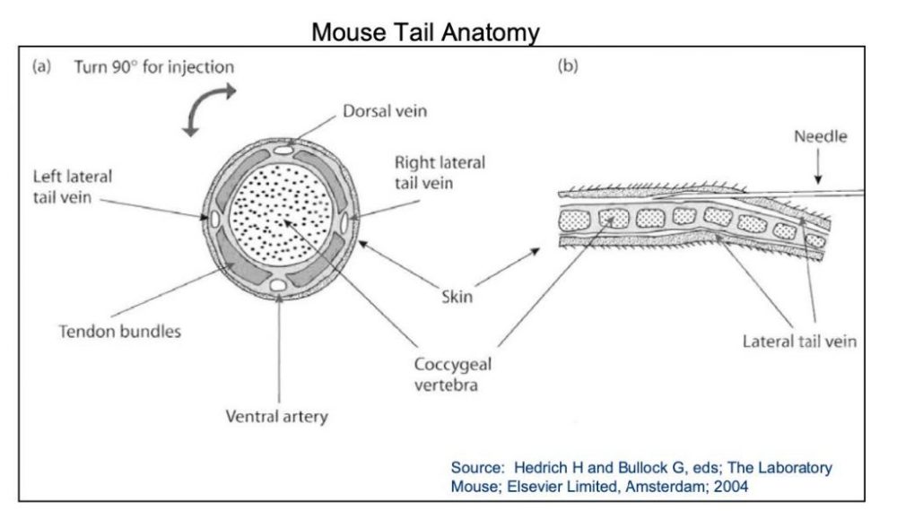 Highlighted Publication : New Ex Vivo Technique for Assessment of ...