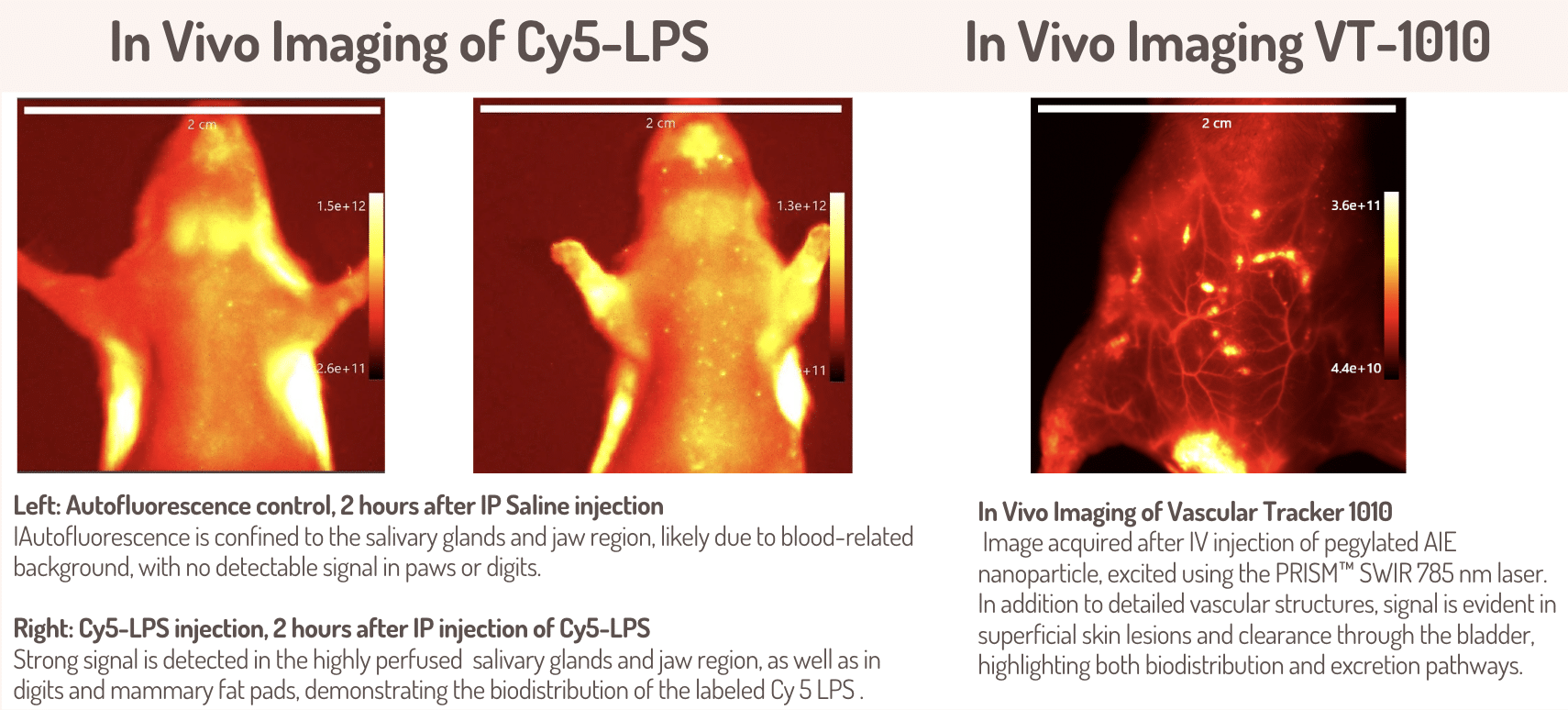 PRISM In Vivo SWIR Imaging System for NIR II Preclinical Research