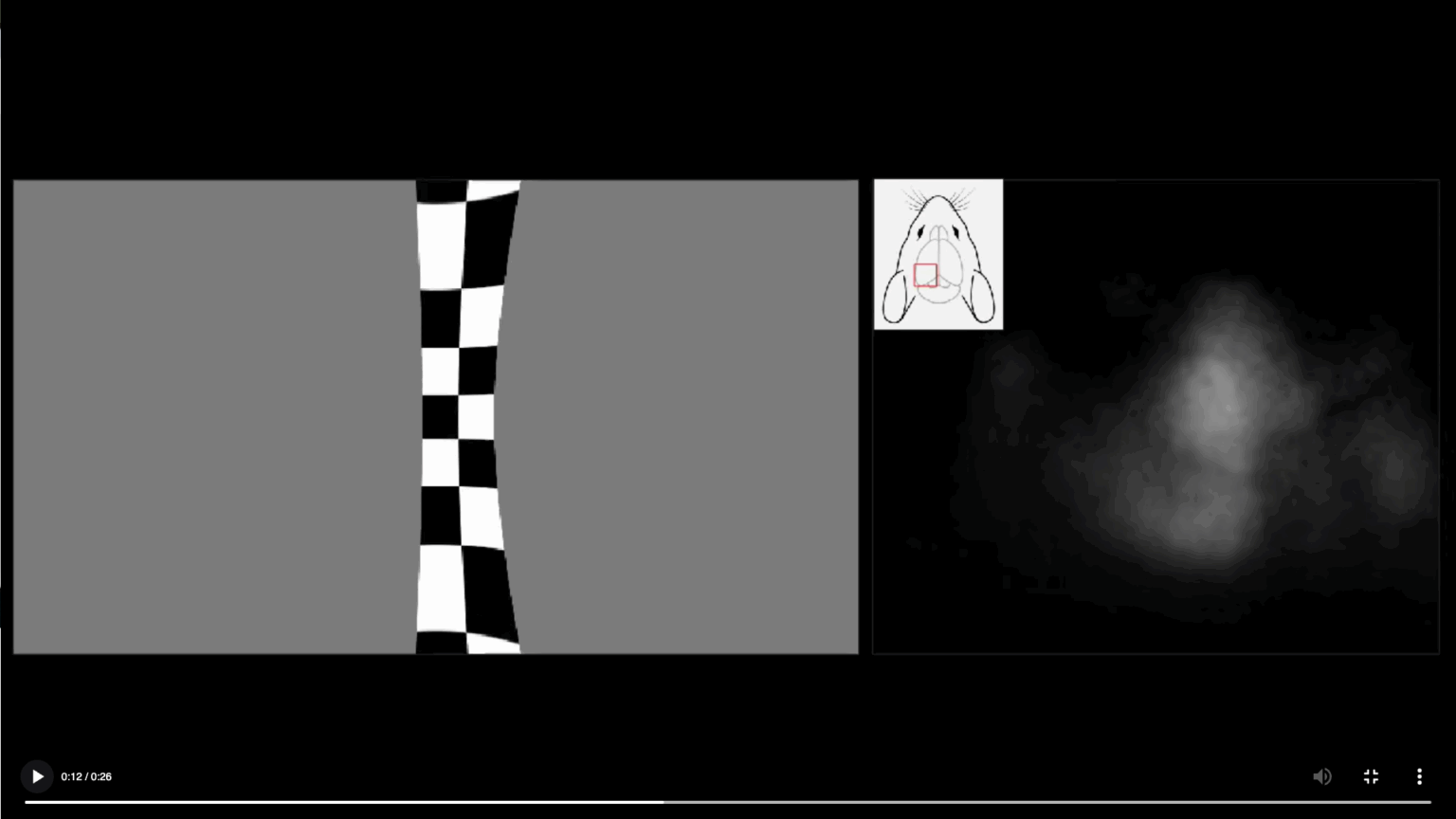Exploring the Functional Organization of the Mouse Visual Cortex with ...