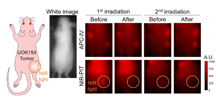 Carbonic Anhydrase‑9 Targeted NIR Photoimmunotherapy in Clear Cell ...
